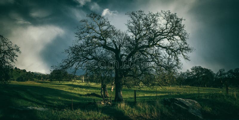 Spooky Dark Tree in Storm Clouds. Stock Photo - Image of atmosphere ...