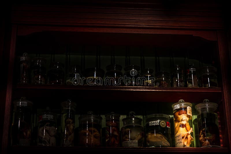 Spooky Dead Animal in Jar in Science Lab Stock Image - Image of cadaver ...