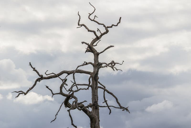 Spooky Dead Tree on Sunny Afternoon Stock Image - Image of afternoon ...