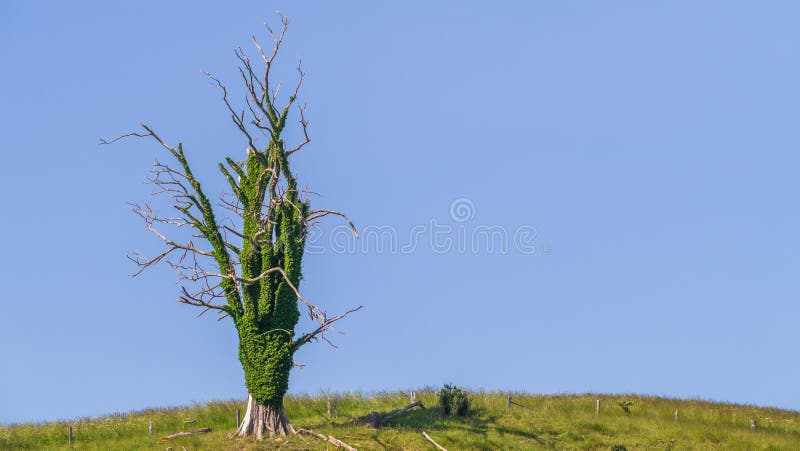 Spooky Dead Tree on Sunny Afternoon Stock Image - Image of afternoon ...