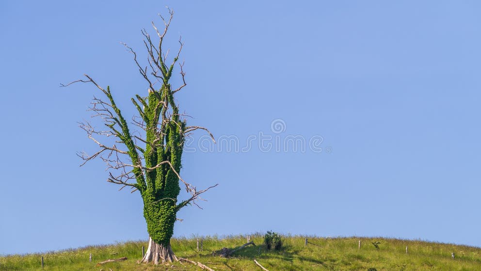 Spooky dead tree stock photo. Image of screen, dead, landscape - 32975990