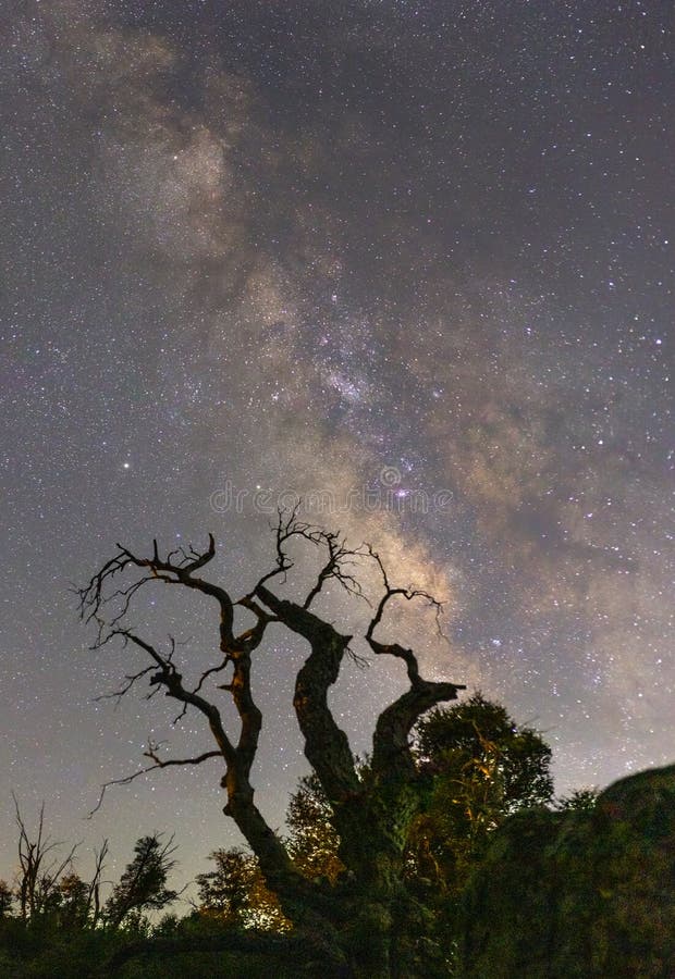 Spooky Dead Tree and the Milky Way Stock Photo - Image of spooky, milky ...