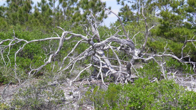 Spooky Dead Tree on Sunny Afternoon Stock Image - Image of afternoon ...