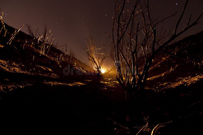 Spooky Dead Tree on Sunny Afternoon Stock Image - Image of afternoon ...