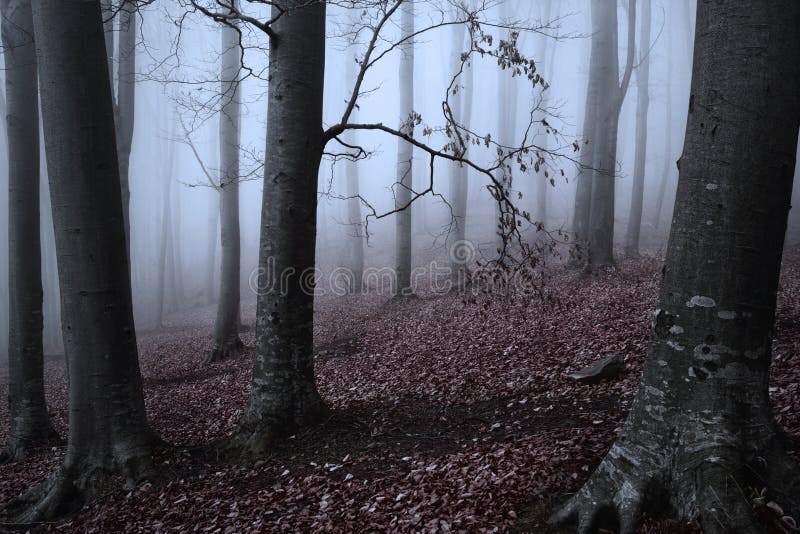 Spooky foggy forest stock image. Image of illuminated - 47069415