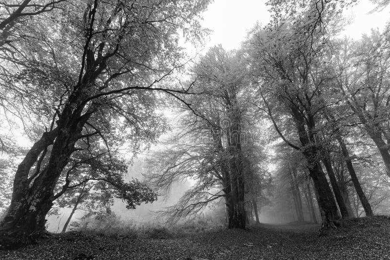 Spooky forest stock photo. Image of fantasy, jungle, beech - 91068302