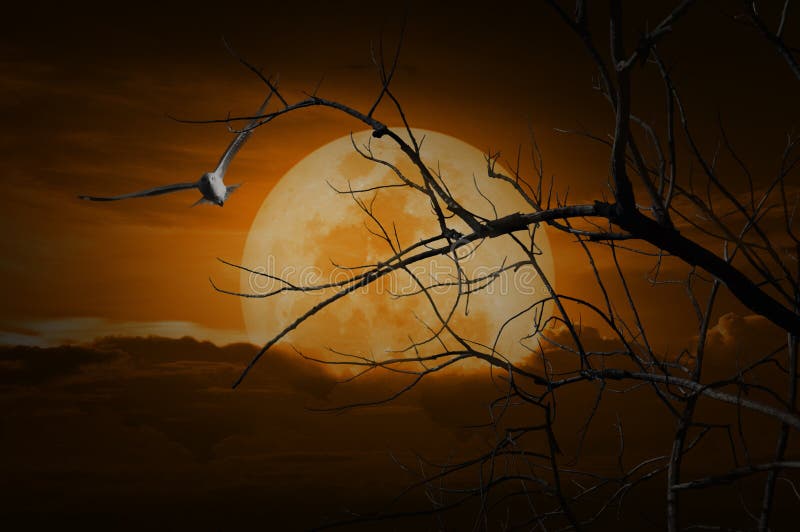 Spooky Forest with Full Moon, Dead Trees and Bird, Halloween Background ...