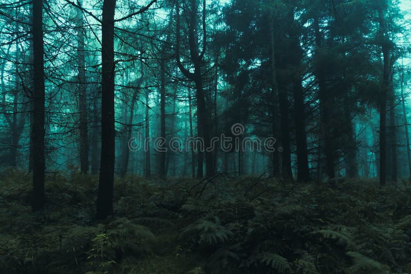 Spooky Low Angle View Trough Trees To Starry Night Sky with Blue Nebula ...