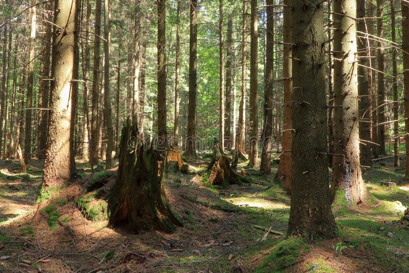 Spooky Forest, Rotting Tree Stumps, Sun Rays Shining through the Crowns ...