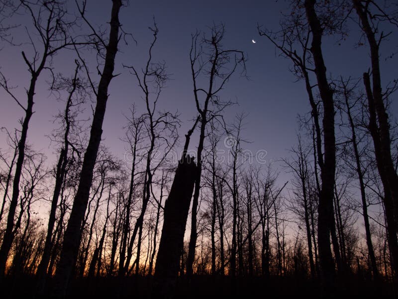 Spooky forest at sunrise stock image. Image of autumn - 156277101