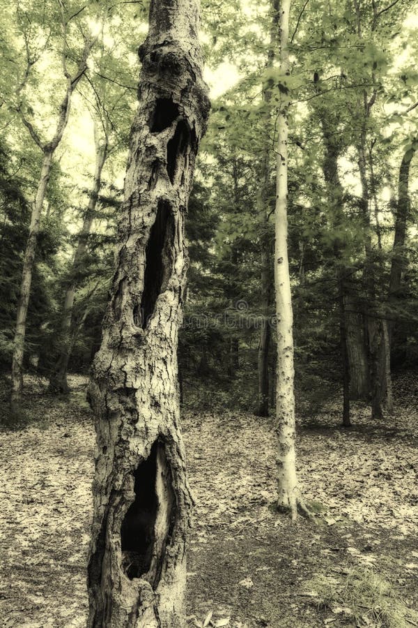 Old hallow tree stock photo. Image of hallowed, prefect - 102328824
