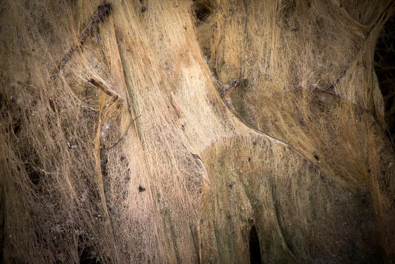 Spooky Halloween is a Dead Mysterious Stock Image - Image of surreal ...