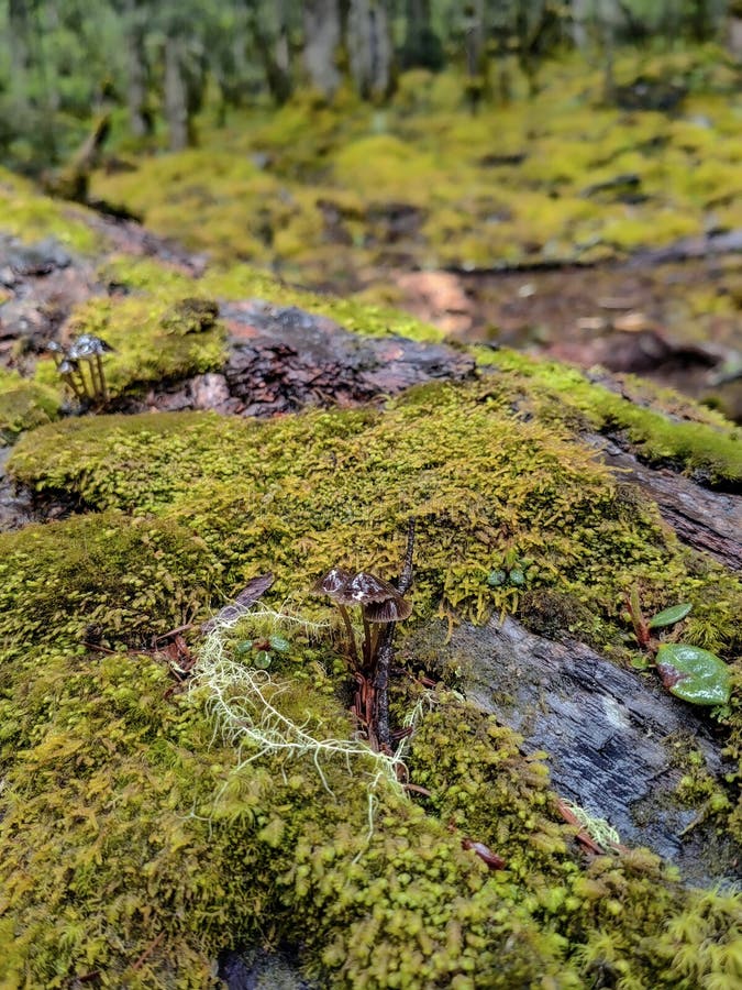 Spooky Halloween Forest in the Morning Light Stock Image - Image of ...