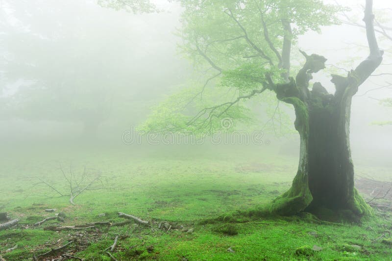 Spooky Hollow Tree with Fog Stock Image - Image of solitary, mysterious ...