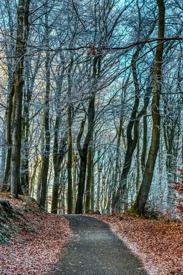 Spooky Horror Night Forest Path Stock Photo - Image of countryside ...