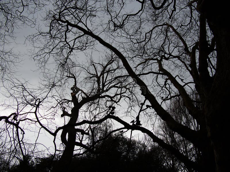 Spooky leafless branches stock image. Image of leafless - 94812787