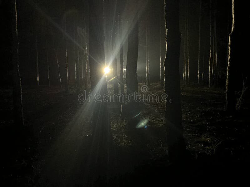 Spooky light in a forest stock image. Image of landscape - 208505283