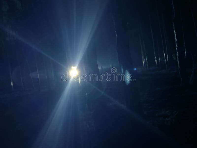 Spooky light in a forest stock photo. Image of fall - 212256978