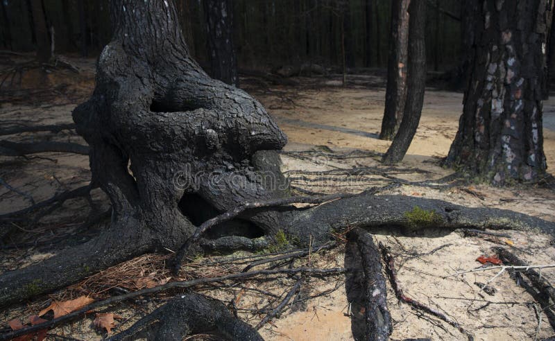 Spooky looking tree trunk stock photo. Image of flora - 256127760