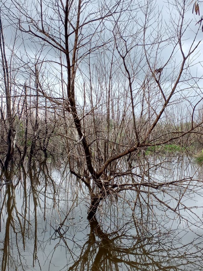 Spooky Marsh with Dead Trees Stock Photo - Image of indon, frost: 307115064