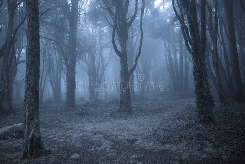 Misty Foggy Dark Forest at Night Stock Photo - Image of blue ...