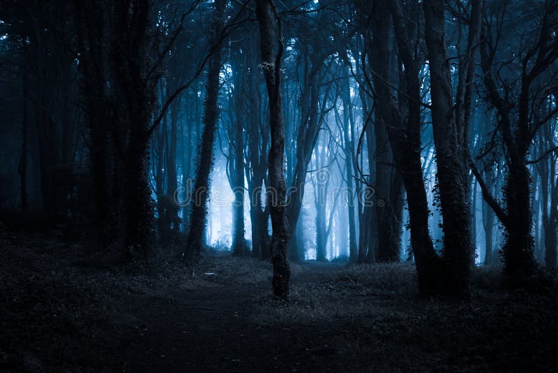 A Spooky Misty Forest, with Trees Silhouetted by Backlight and a ...