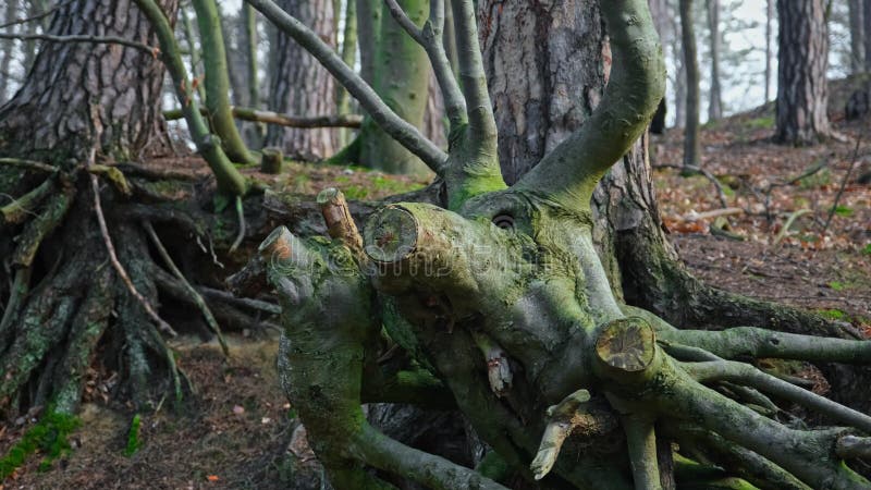 Creepy Spooky Monster Creature Face Formed with Tree Roots Stock ...