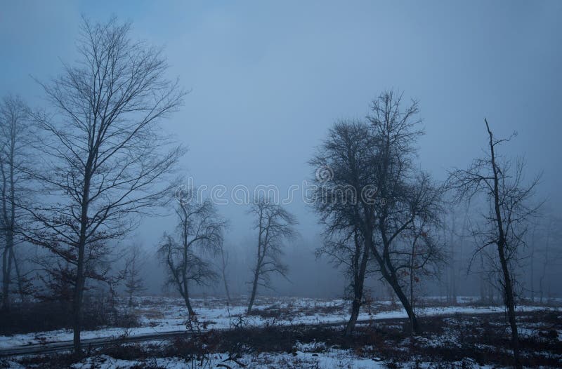 Spooky night in the nature stock photo. Image of dreamy - 86143562
