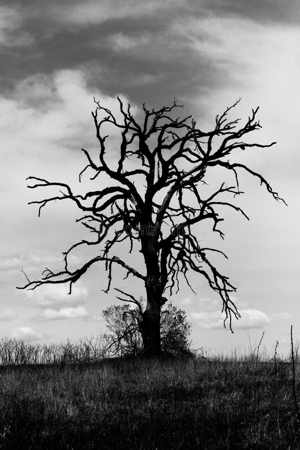 Ominous Tree
