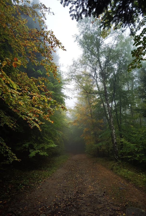 Spooky Path in the Forest with Autumn Trees and Mist Stock Photo ...