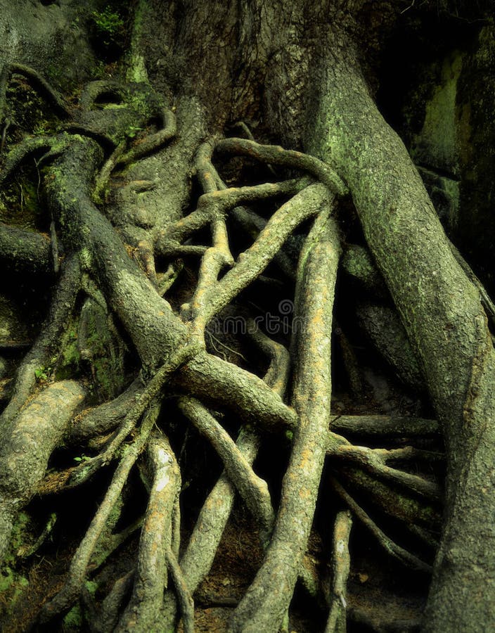Spooky roots stock photo. Image of outdoor, huge, horror - 30327368