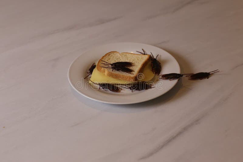 Spooky Sandwich with Lots of Cockroaches Stock Photo - Image of dirt ...