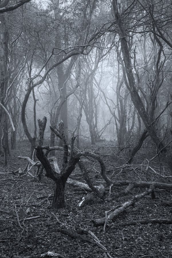 Spooky Scary Halloween Dead Forest Landscape with Foggy Background ... Spooky Scary Halloween Dead Forest Landscape with Foggy Background ...