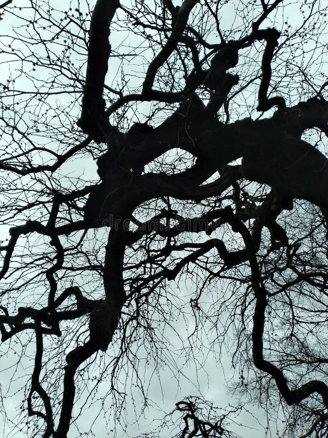 Spooky Scary Halloween Tree Jagged Stock Image - Image of spooky, scary ...