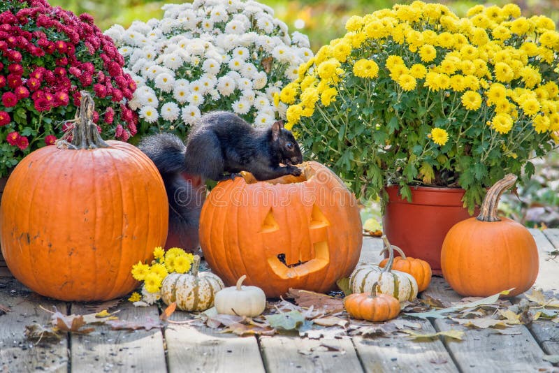 Spooky Squirrel at Halloween Time Stock Image - Image of black, close ...