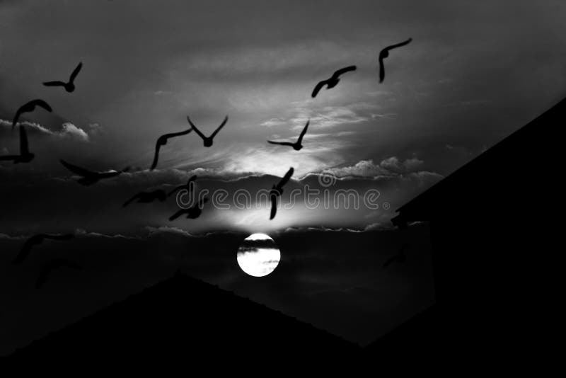 Spooky sunset in bw stock image. Image of birds, ghostly - 11283159