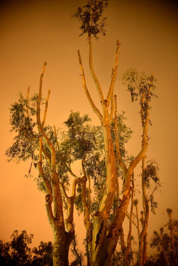 Spooky Tree stock photo. Image of green, spooky, stems - 28068994