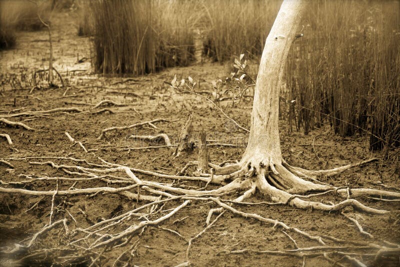 Spooky Tree Gnarled Roots Murky Forest NC Stock Photo - Image of creepy ...