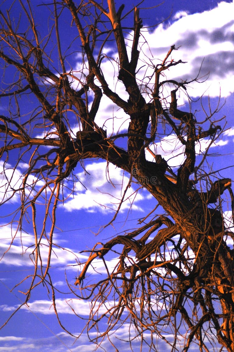 29,774 Search Tree 4 Stock Photos - Free & Royalty-Free Stock Photos ...