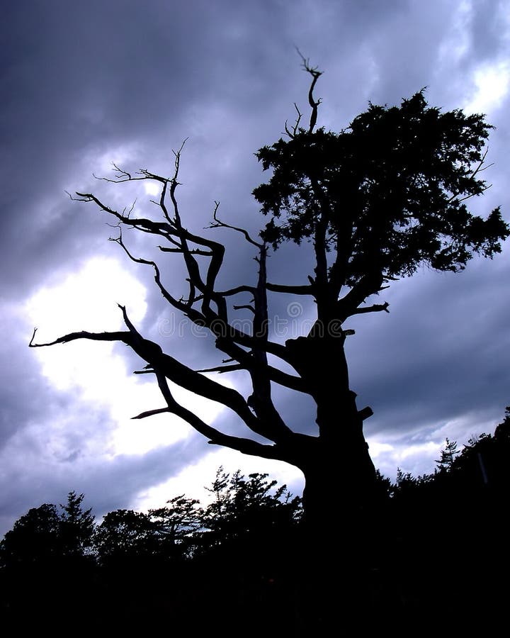 Spooky Tree stock photo. Image of spooky, dark, dead, tree - 51242