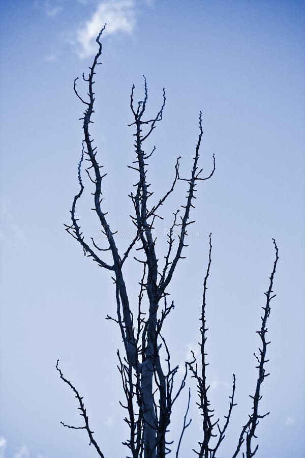 Spooky Tree Picture. Image: 6847525