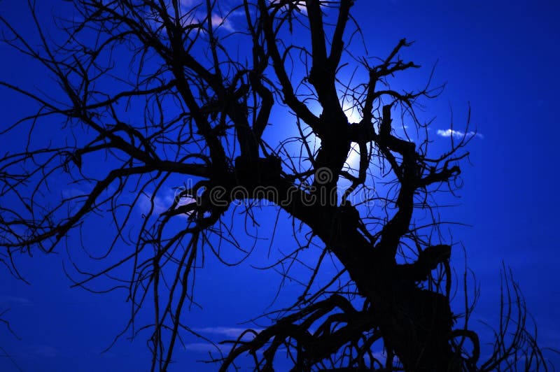 Spooky Tree 7 stock photo. Image of fright, cloud, danger - 1466956