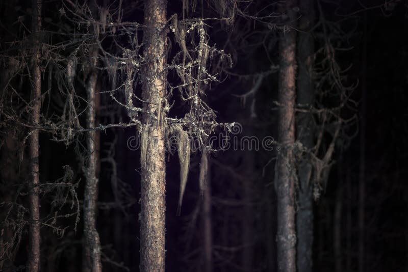 Spooky tree stock photo. Image of scary, ghostly, dark - 11488634