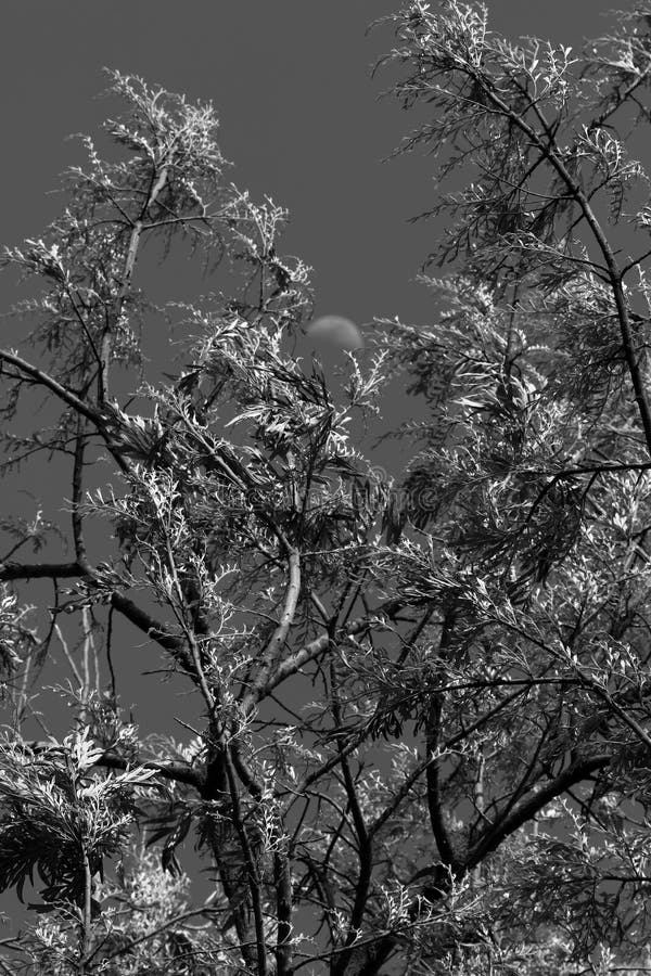 Spooky tree branches stock image. Image of dark, branches - 115021023