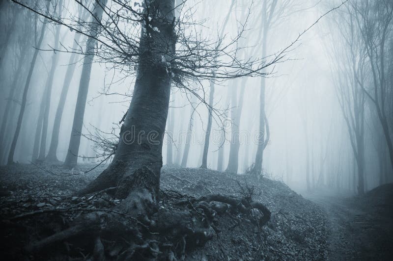 Forest with Snow, Fog and Frozen Trees Stock Photo - Image of mystery ...