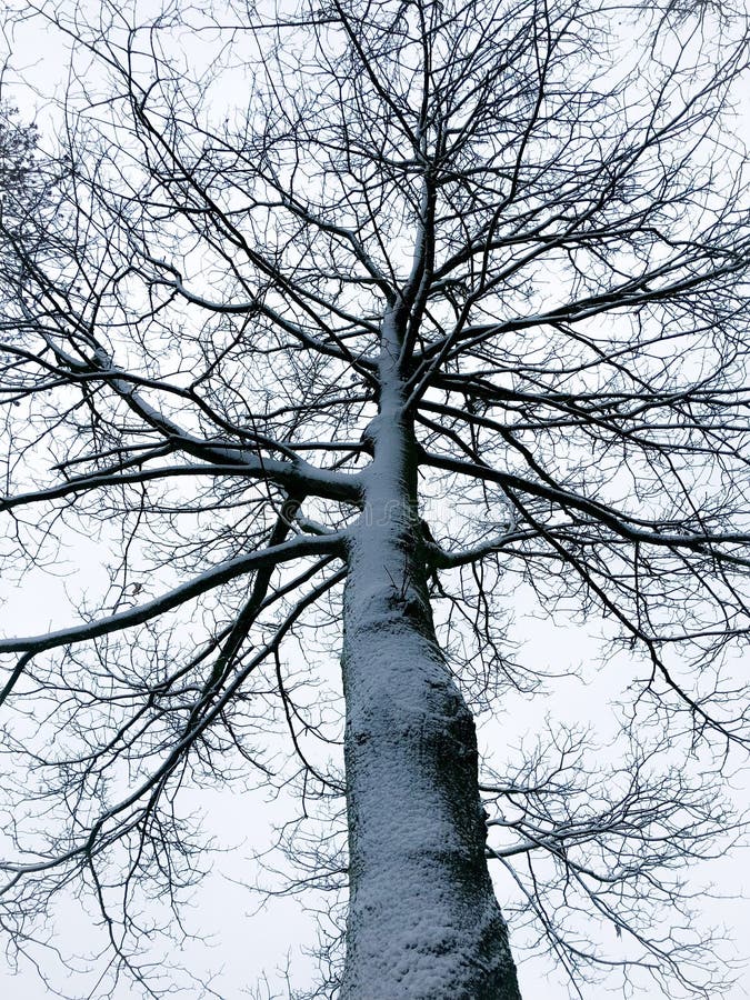 Spooky Tree Covered with Snow in Winter Stock Photo - Image of thin ...
