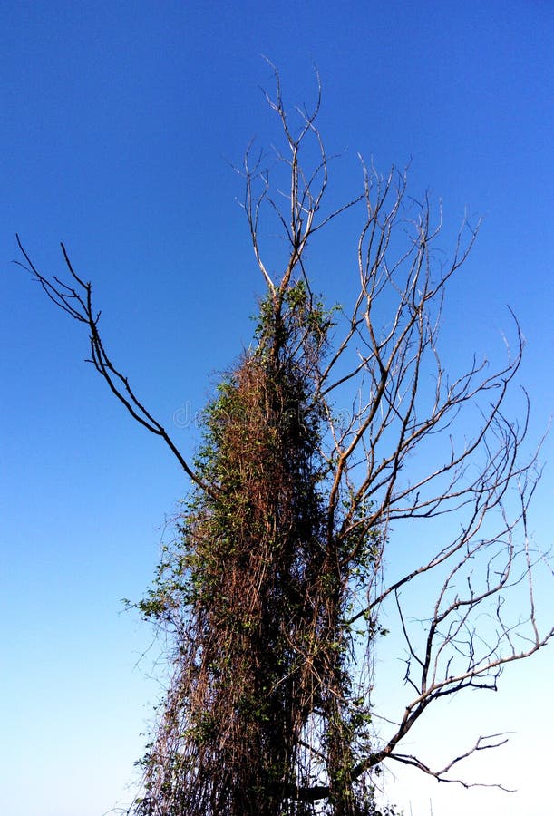 Spooky Tree with Creeping Vine Stock Image - Image of tree, vine: 182033385