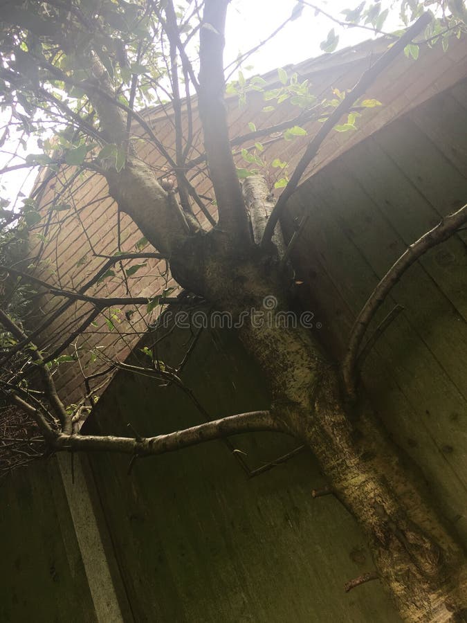 Spooky tree stock photo. Image of spooky, hidden, tree - 98265870