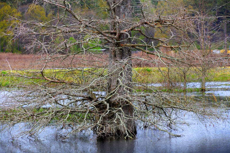 Spooky tree stock image. Image of seasons, nature, pine - 35465389