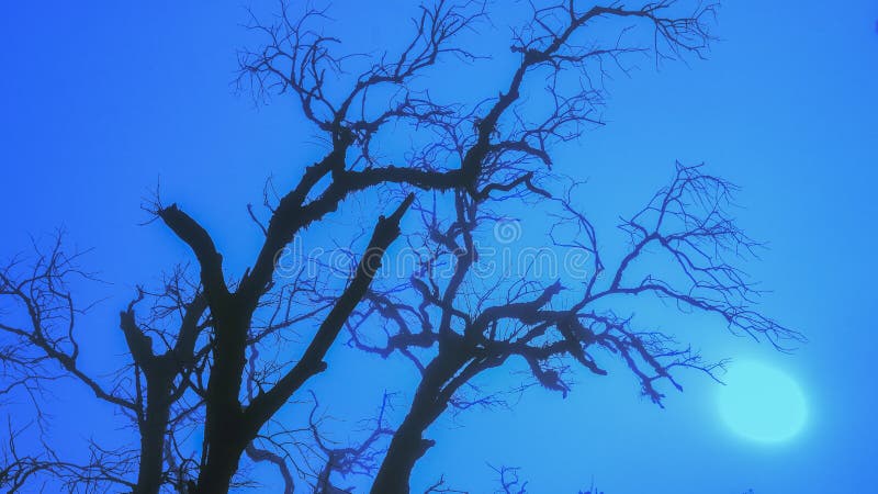 Spooky tree stock photo. Image of early, wallpaper, dramatic - 49651582